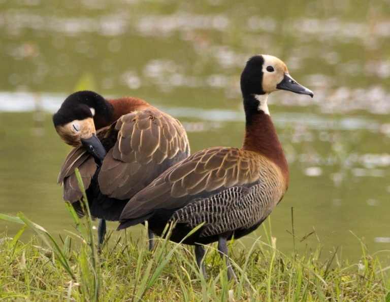 Alertan por caza de animales autóctonos en Entre Ríos