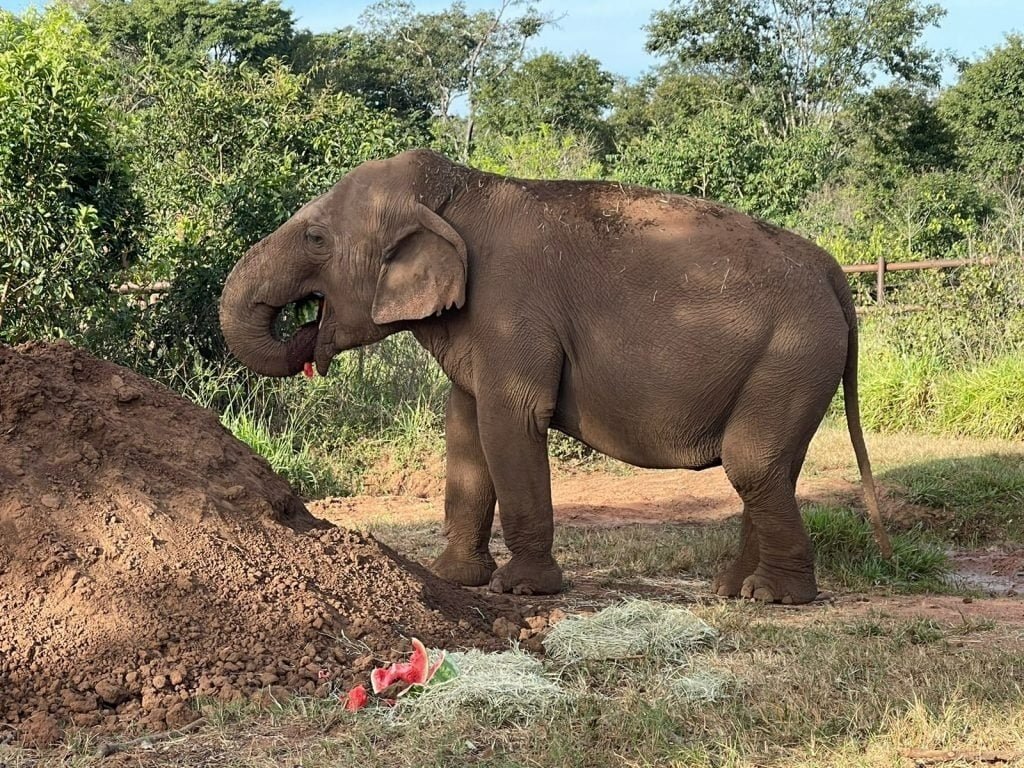 Murió Pocha, una de las elefantas trasladadas de Mendoza al santuario ...