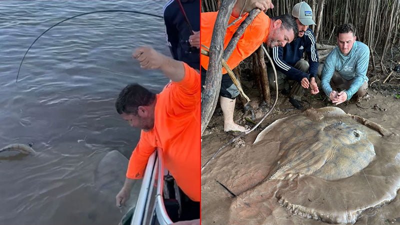 Pescaron una raya de 150 kilos en río Paraná