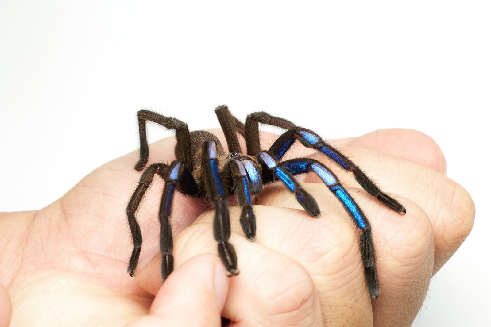 Nueva especie de tarántula azul eléctrico, un color raro en animales