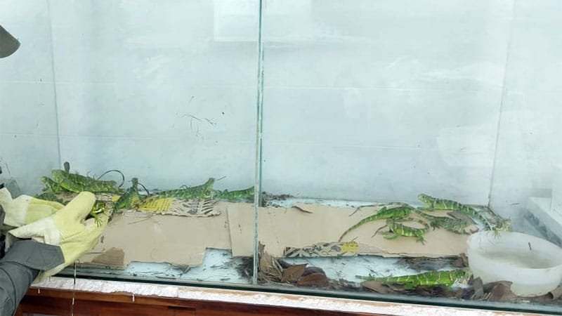 Encontraron 16 iguanas y tres arañas en una caja en la cabina de un ...